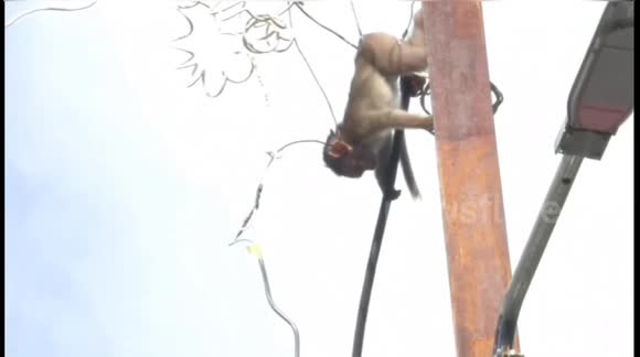 Fireman rescued a monkey after being trapped in an overhead high ...
