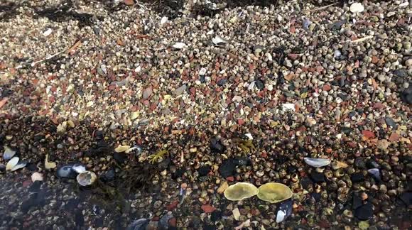 Beach dubbed 'Snail Cove' in Maine for the thousands of shells - Buy ...