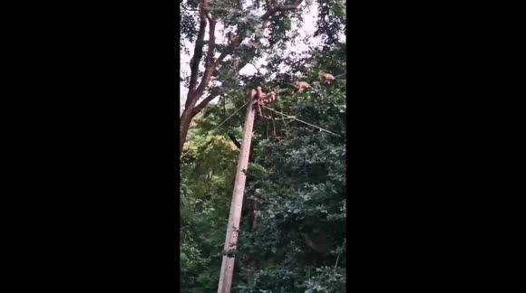 Heartbreaking moment monkeys are electrocuted while running to help ...