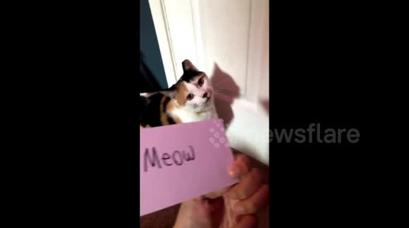 Incredible cat manages to 'read the word meow' from piece of paper ...