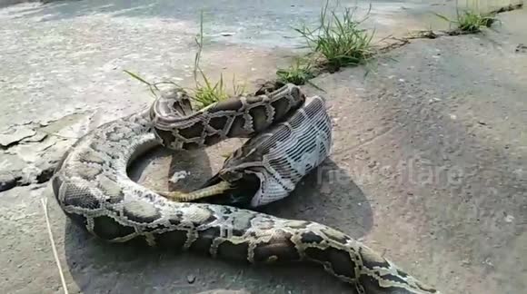 Stomach-churning moment python regurgitates farmer's prized rooster in ...