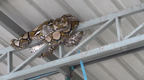 Python caught hiding in garage roof to 'escape angry dogs' - Buy, Sell ...