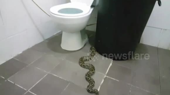 Terrified woman returns home to find python in the toilet - Buy, Sell ...