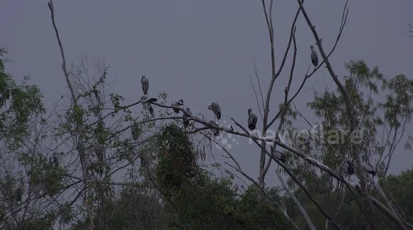 Angry storks fighting over roosting space in a tree before sleeping ...