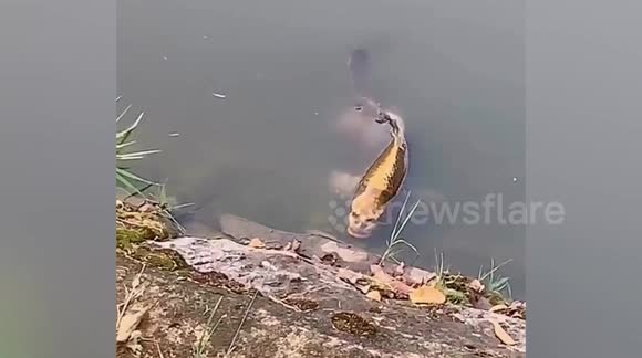 Chinese tourist spots fish with 'human face' in lake - Buy, Sell or ...