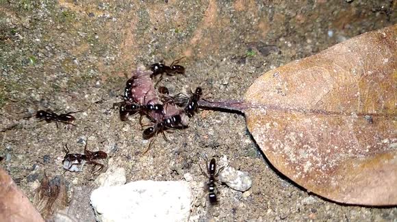 Ants struggle to hide food behind the leaves - Buy, Sell or Upload ...
