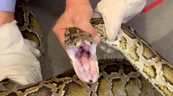 Huge python falls through Chinese household's ceiling after 'living ...
