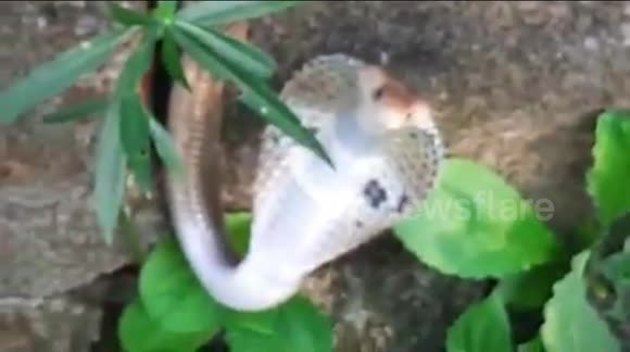 Cobra fights on after being bit into pieces by pet dog in India - Buy ...