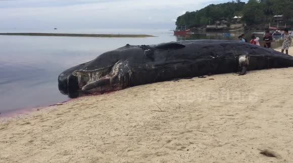 Beachgoers find 40ft long sperm whale washed up in the Philippines ...