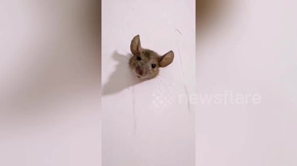 Chubby mouse gets stuck in small hole in Chinese school bathroom wall ...