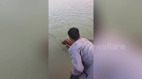 Golden retriever brings fishing rod back to man after fish dragged it ...
