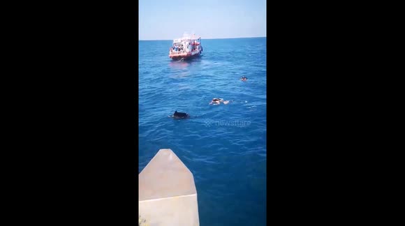 Terrifying moment crazed swordfish tries to attack scuba divers in ...