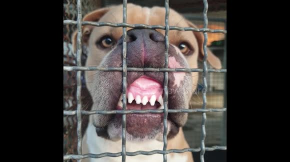 American Bully Says Good Morning With Teeth Bared - Buy, Sell or Upload ...