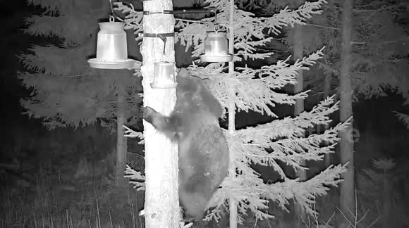 CCTV footage shows terrified bear cub climb tree to escape possible ...