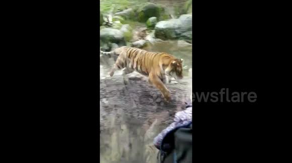 Man captures moment tiger launches at girl in Dublin zoo - Buy, Sell or ...