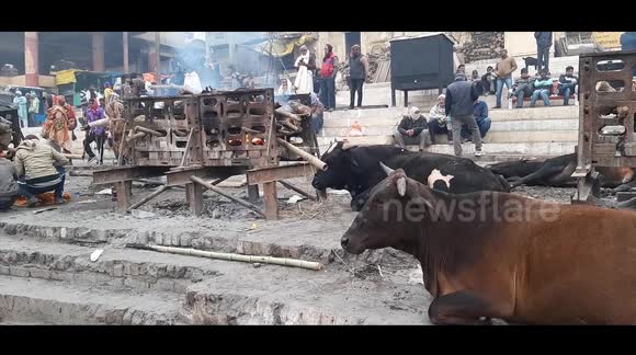 Cows in winter at cremation ghat known as harishchandra ghat in ...