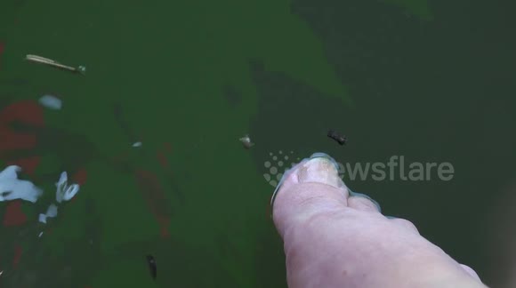 Fish try to bite a man's toe which is dipping into a pond full of ...