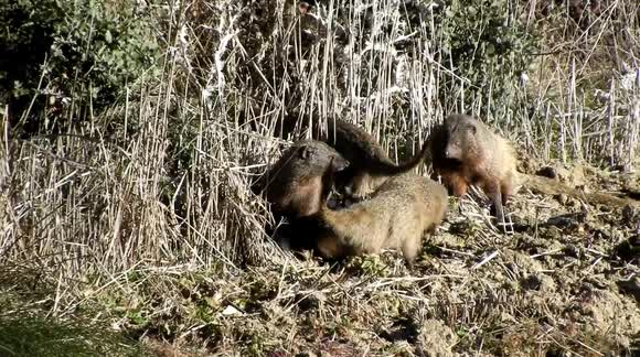 Familia de Cuatro Meloncillos se esconde en el matorral (Iberian ...