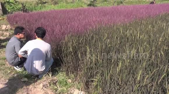 Thai farmer successfully grows field of pink rice plants - Buy, Sell or ...