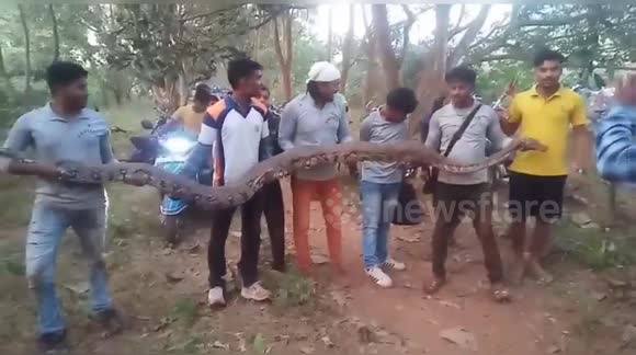 18-foot-python recovered from nest of snakes trapped in underground ...