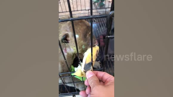 Monkey rescued after being electrocuted and burned alive by power lines ...