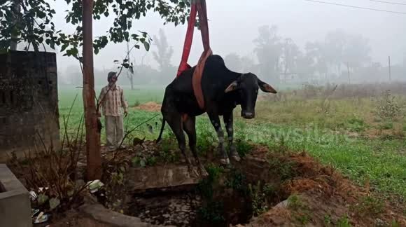 Sympathetic Indian farmer pays to rush rescue cow fallen down well ...