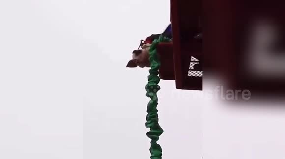 Outrage after Chinese theme park forces pig to bungee jump - Buy, Sell ...