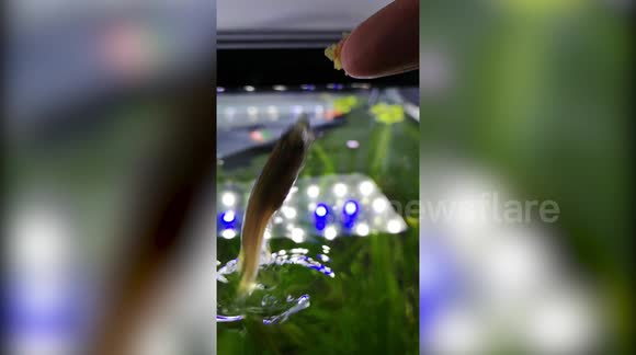 Acrobatic fish majestically leaps from tank to get food in mid-air ...