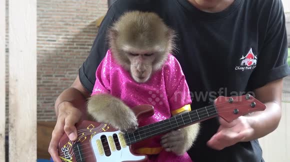 Activists slam show where monkeys are forced to perform tricks for ...