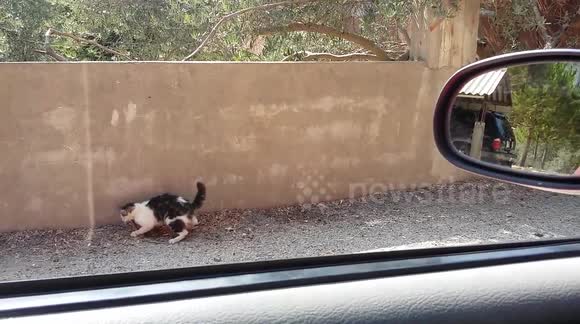 Cat catching and killing a snake - Buy, Sell or Upload Video Content ...