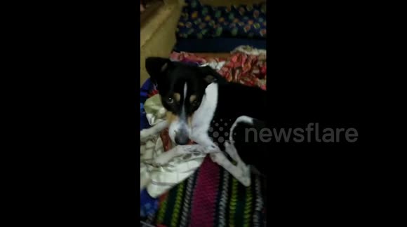 Dog bitten by deadly snake while defending family has miraculous ...