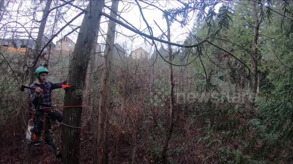 Tree climbing arborist has terrifying accident at work! - Buy, Sell or ...