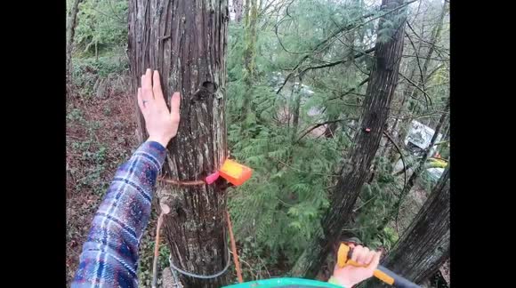 Tree climbing arborist has terrifying accident at the top of a tree ...