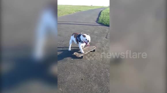 Talented bulldog prefers to ride around on his skateboard rather than ...