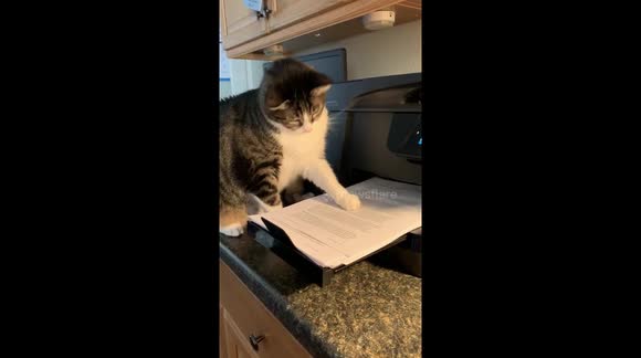 Photocopy-cat! Office puss launches relentless attack on printer - Buy ...