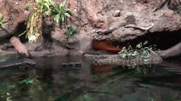 Australia - Platypus performs High Dive! Perfect Splash! - Buy, Sell or ...