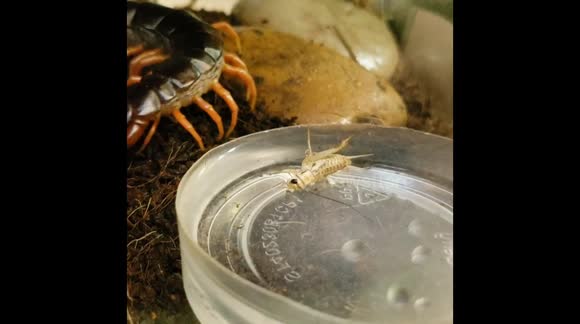 Giant Pet Centipede Hunts a Cricket and Gets a Mouthful of Water ...