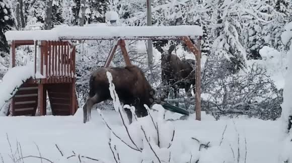 US woman films moose picking a fight with her swing set - Buy, Sell or ...