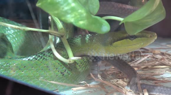 Sleepy green pit viper enjoys a large yawn - Buy, Sell or Upload Video ...