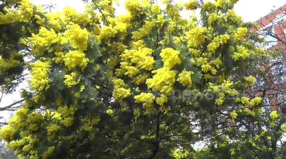 Golden mimosa tree is swinging in the wind in Victoria Embankment ...