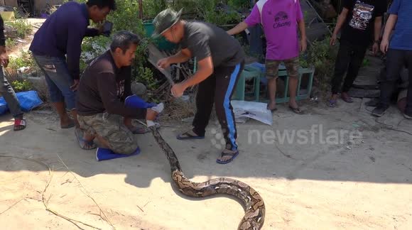Builder shocked after finding 14ft long python in digger bucket in ...