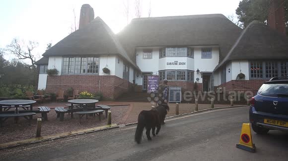 'He loves his Guinness': This Shetland pony is a regular at local pub ...