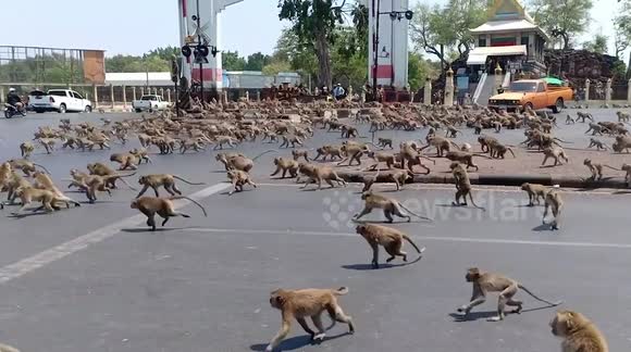 Hundreds of starving wild monkeys fight over a single piece of food during coronavirus outbreak ...