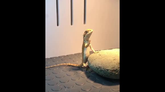Hilarious moment pet lizard performs "karate chops" - Buy, Sell or ...