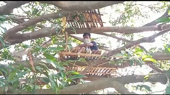 Indian workers quarantine themselves in tree after returning to their ...