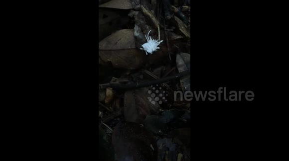 Bizarre albino bug seen in Brunei - Buy, Sell or Upload Video Content ...