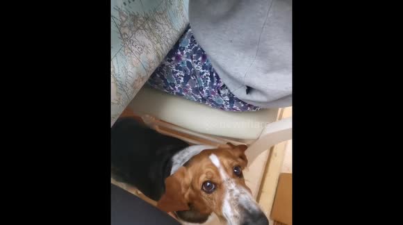 Hilarious talking Basset hound dog asking for roast lamb sounds like an ...