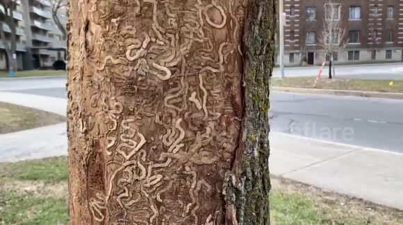 Canadian YouTuber shows damage to trees caused by invasive species of ...