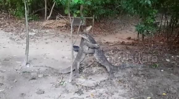 Monitor lizards fight over scraps of food in Thai park during ...