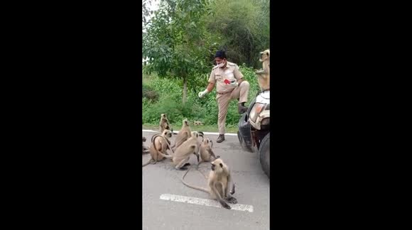 Police feed monkey on side of the road in south east India - Buy, Sell ...